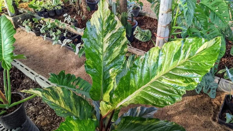 Anthurium Renaissance (Variegated)