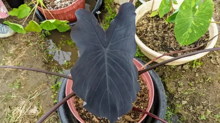 Colocasia Black Runner